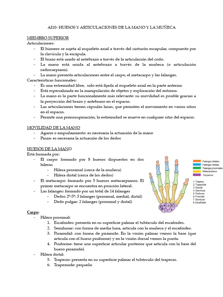 Anatomía de Huesos y Articulaciones de la Mano | PDF | Mano ...