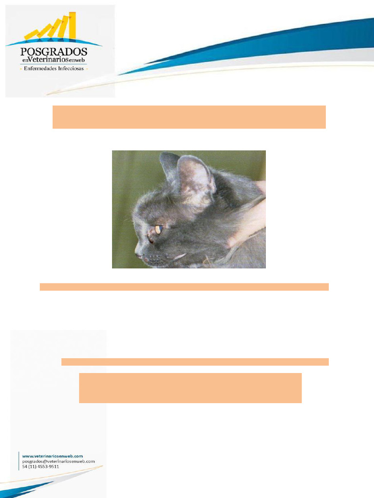 Criptococosis en Gatos: Diagnóstico y Tratamiento | PDF | Gatos | Infección