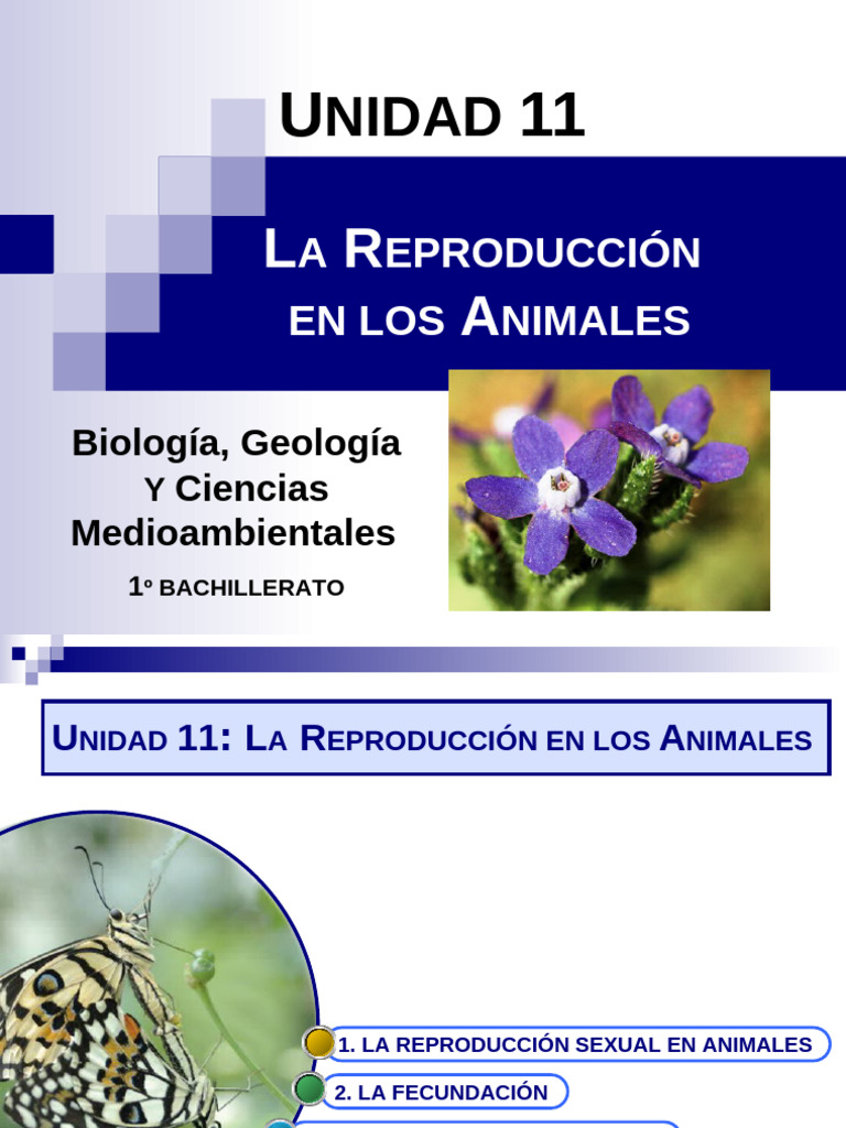 Reproducción Sexual en Animales | PDF | Sistema reproductivo | Embrión