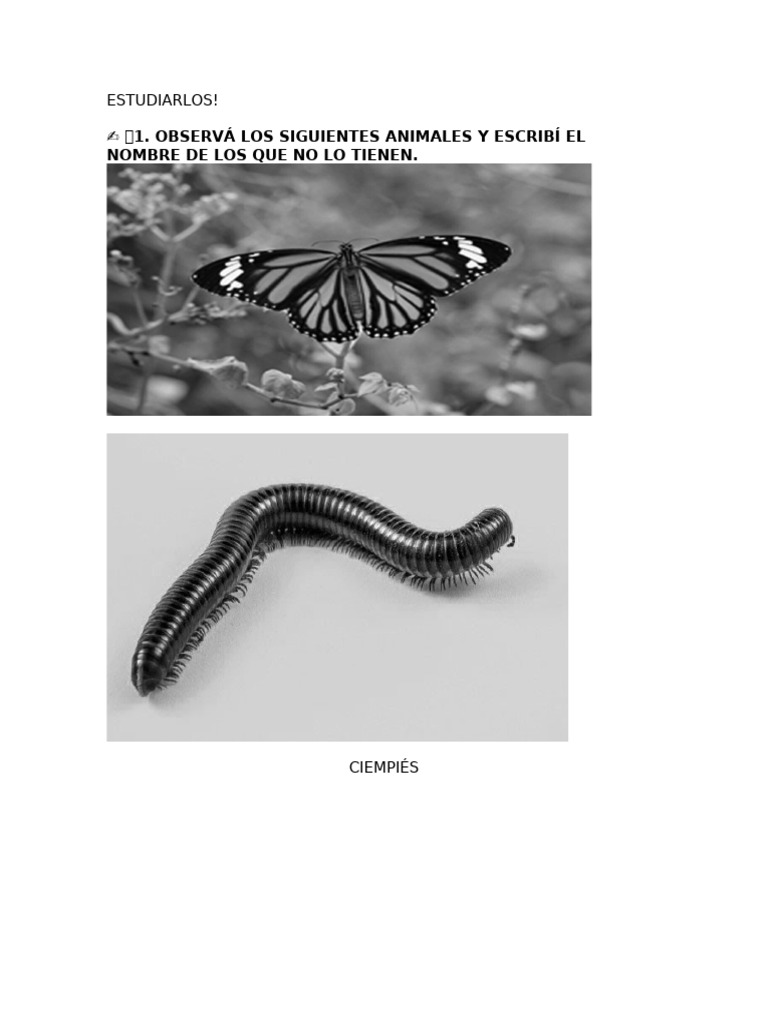 Animales | PDF | Aves | Mamíferos