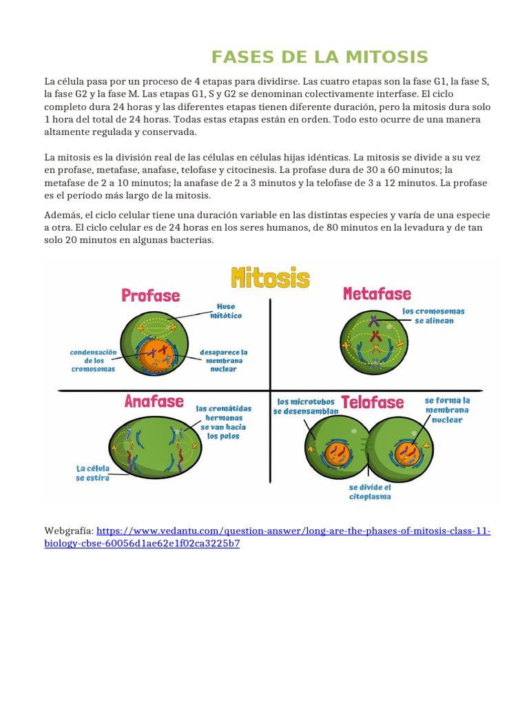 Fases de La Mitosis | PDF