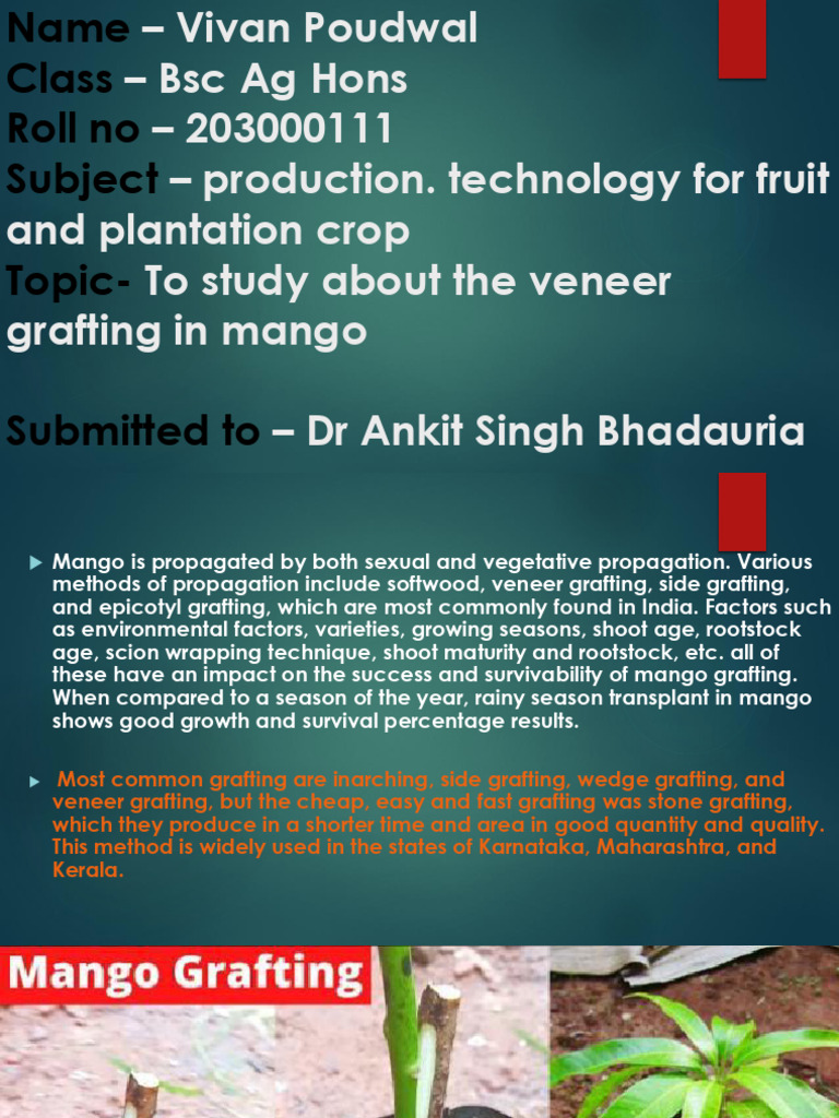 Mango Veneer Grafting Techniques Guide | PDF | Grafting | Botany