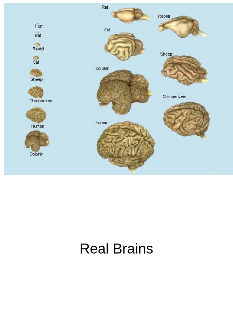Intro To Brain - Additional Slides For Older Kids | PDF
