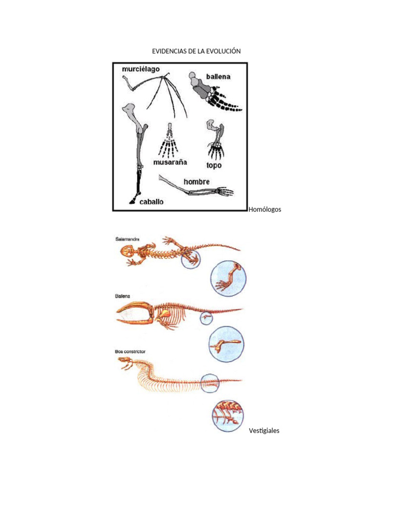 Evidencias de La Evolución | PDF