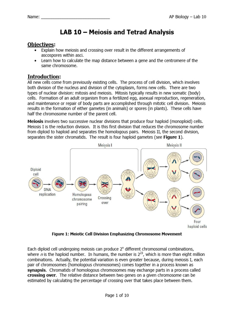 AP Lab 10 - Meiosis and Tetrad Analysis 2013 | PDF | Meiosis | Ploidy