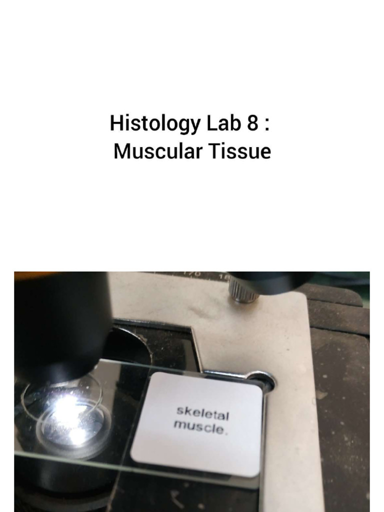 S2 - Histology Lab 8 Images | PDF