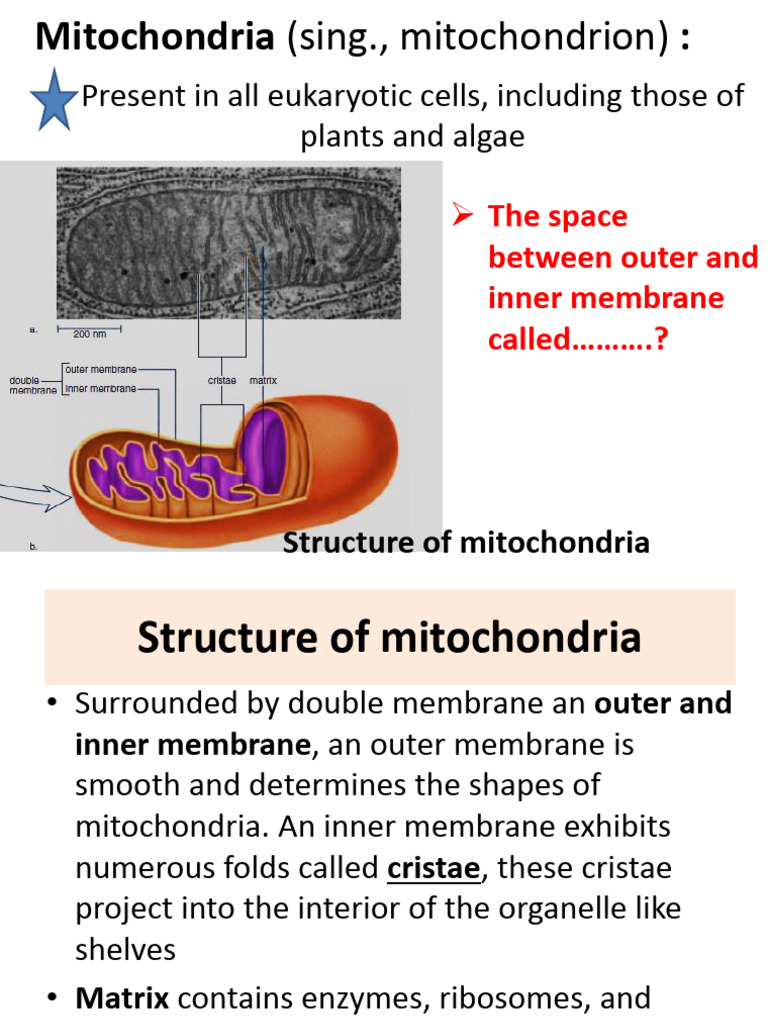 Mitochondria | PDF