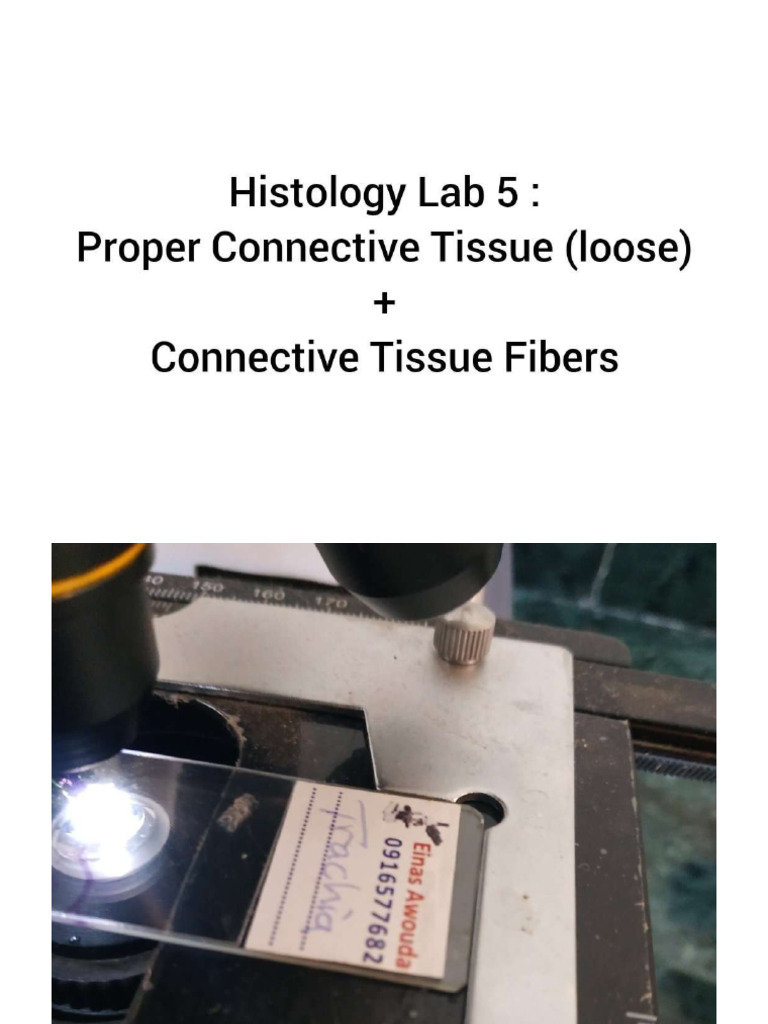 S2 - Histology Lab 5 Images | PDF