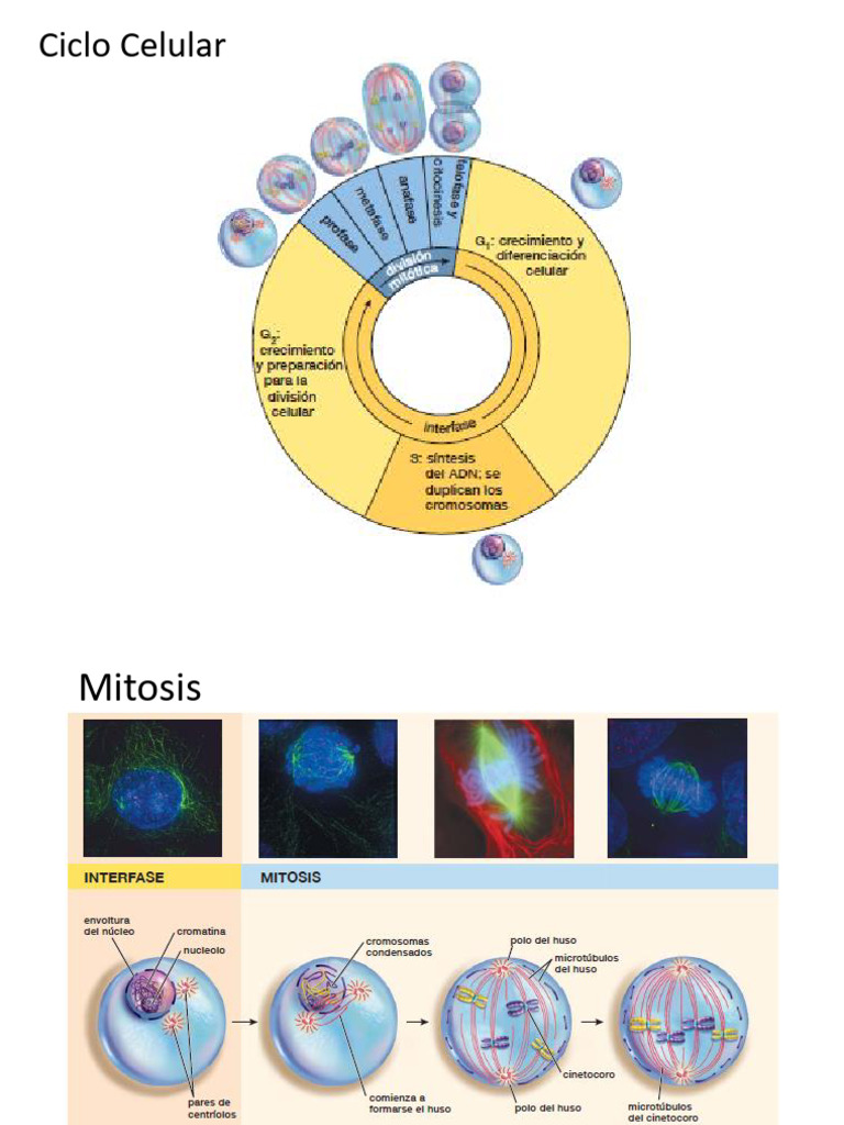 Ciclo Celular: Mitosis y Meiosis Explicados | PDF