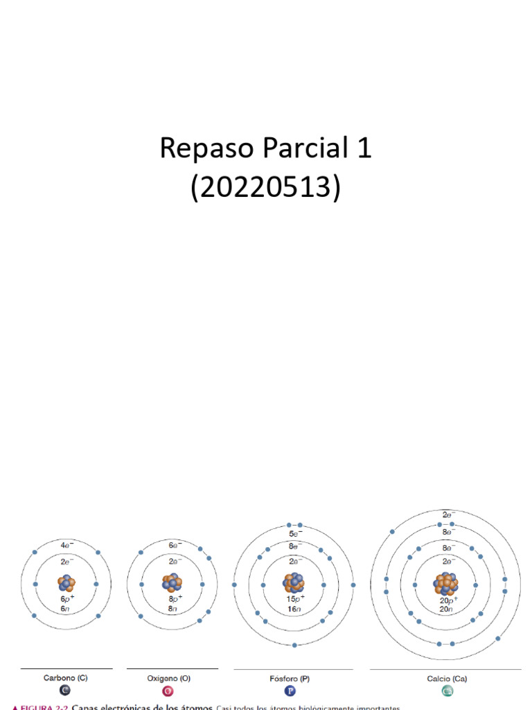 Bio 08 SAG Repaso Parcial 1 | PDF