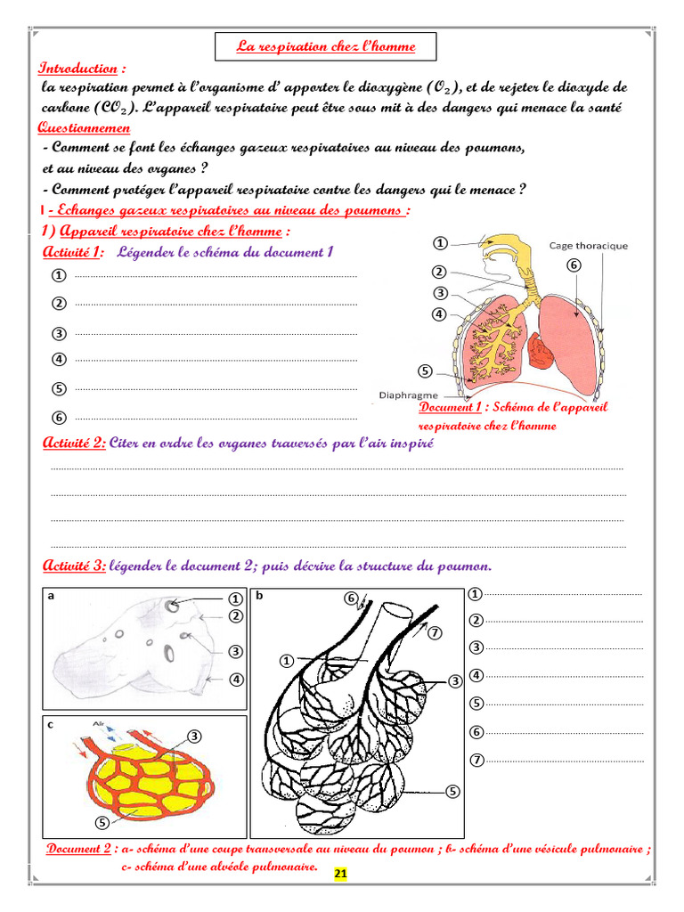 La Respiration +circulation Nov 2023 | PDF