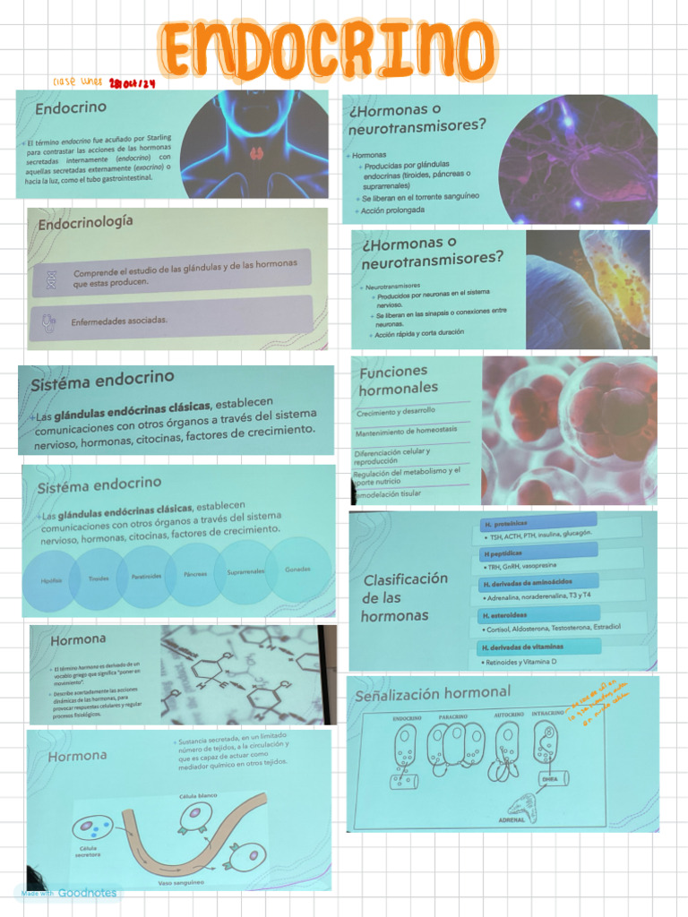 Endo | PDF | Enfermedades y trastornos humanos | Endocrino