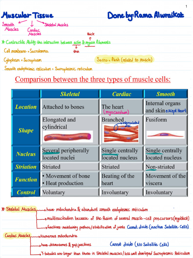 Muscular Tissue Hayat's Summaries Passion Histology Summaries 1 | PDF