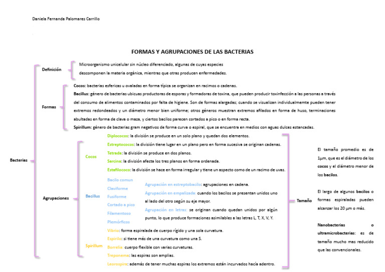 Formas y Agrupaciones Bacterianas | PDF | Las bacterias | Bacilo