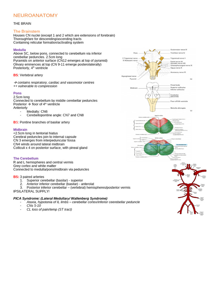 Neuro Anatomy | PDF | Brainstem | Human Anatomy
