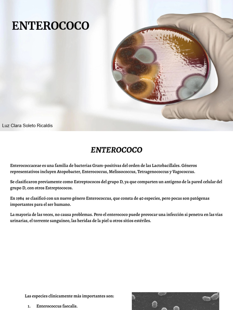 ENTEROCOCO | PDF | Infección del tracto urinario | Infección