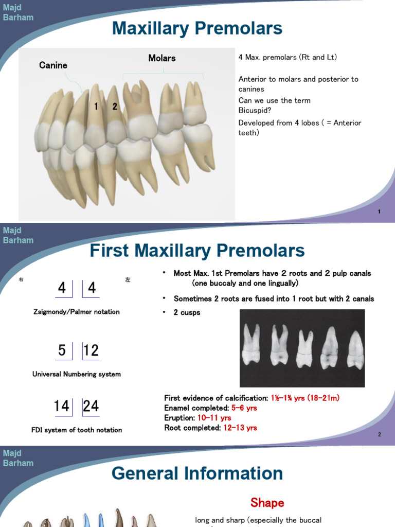 Lab Max. 1st Premolars Drawing | PDF | Dental Anatomy | Mouth