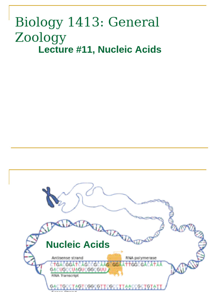 11 - Nucleic Acids (DNA and RNA) | PDF | Nucleic Acids | Dna