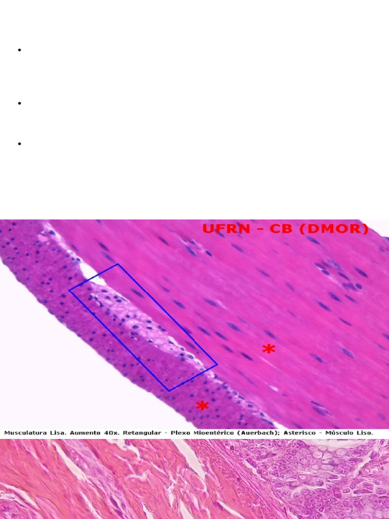 2024103_81341_Aula 7 TGI | PDF | Digestão | Sistema digestivo humano