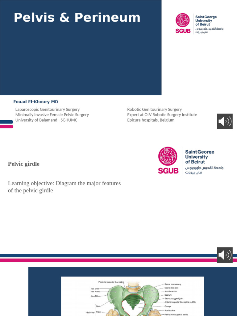 1. pelvic perineum lectures new with recording | PDF | Pelvis | Urinary ...