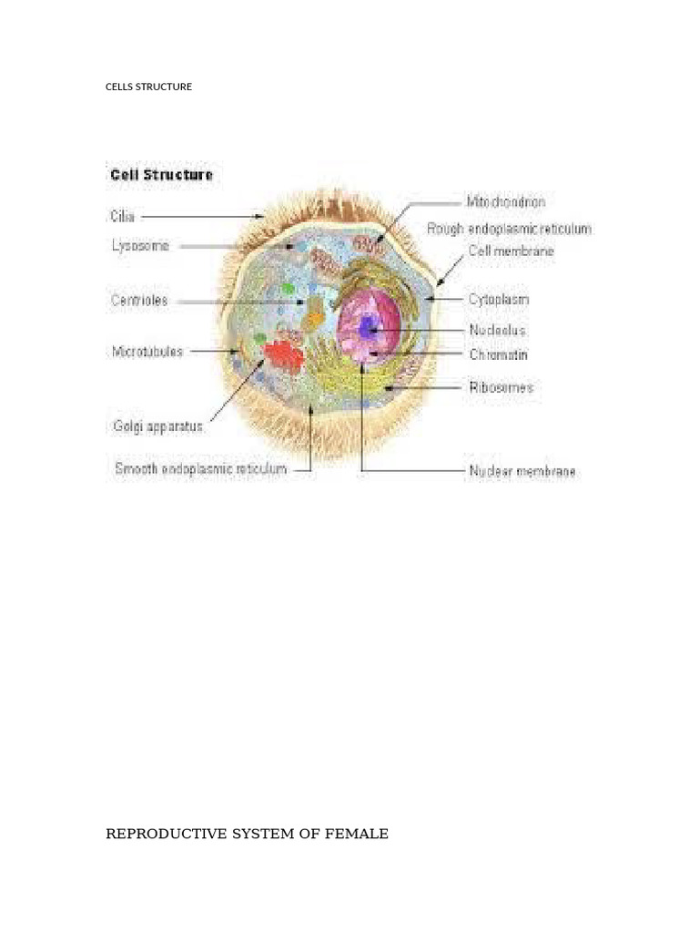 CELLS, FEMale & MALE REPRODUCTIVE SYSTER | PDF