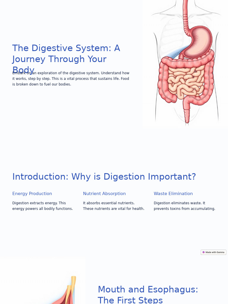 The Digestive System A Journey Through Your Body | PDF | Digestion ...