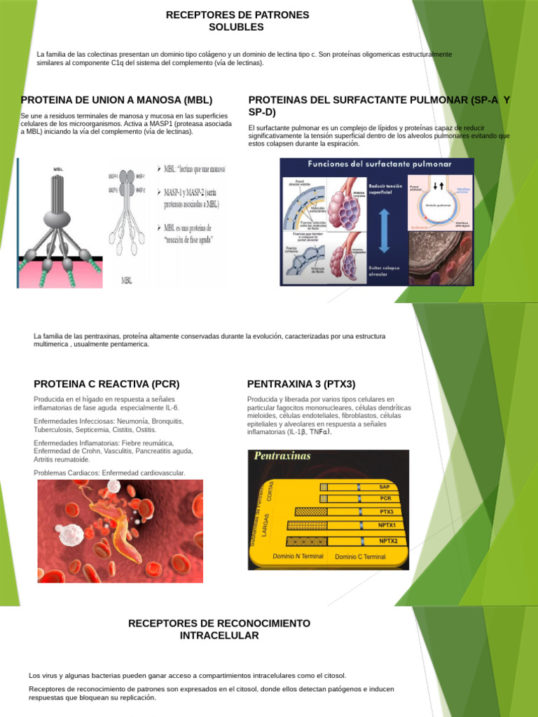 Receptores de Patrones y Respuestas Inmunitarias | PDF | Inflamación ...