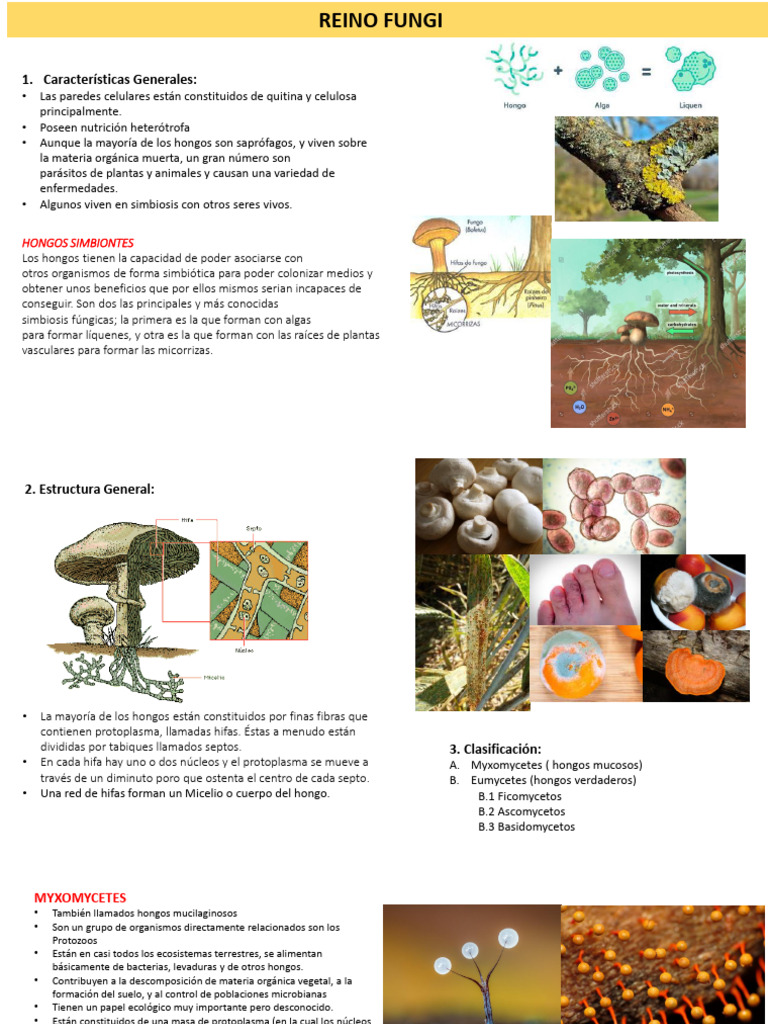Organizador del Reino Fungi: Soros y Hongos | PDF | Hongo | Plantas