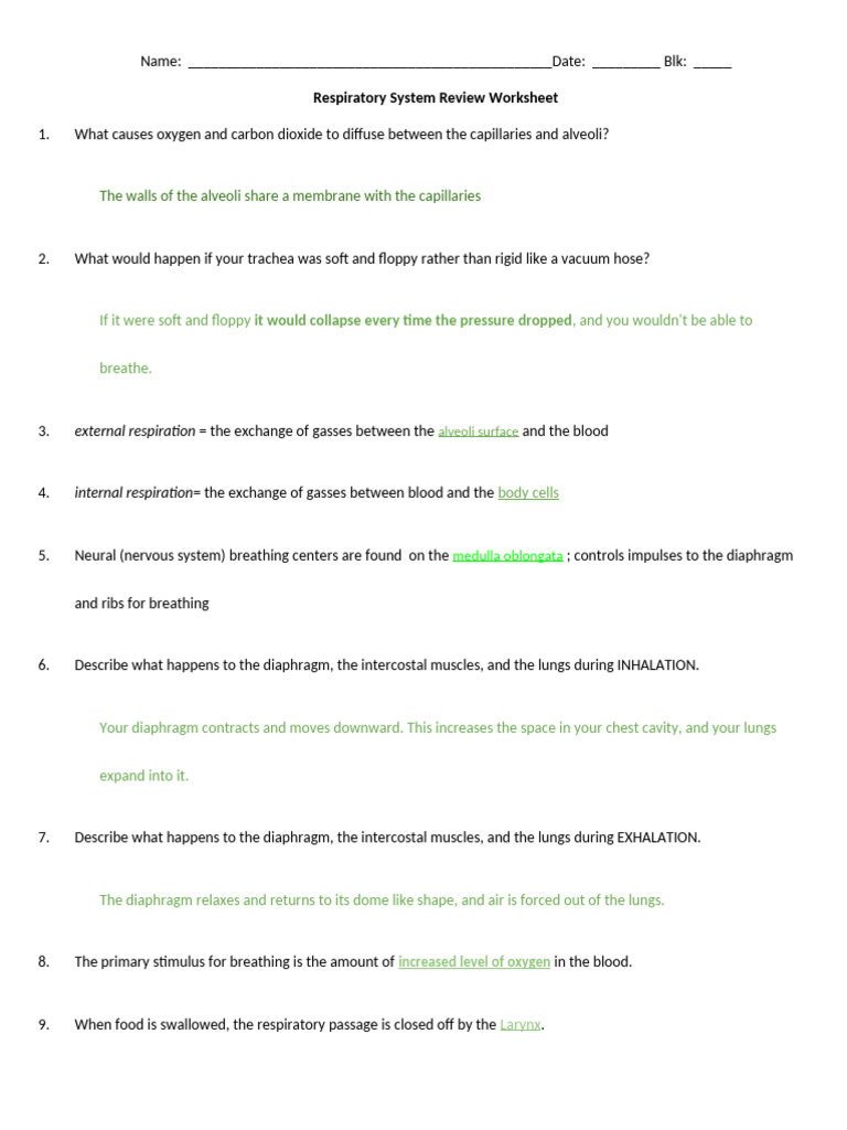 Respiratory System Review Worksheet | PDF | Respiratory System | Exhalation