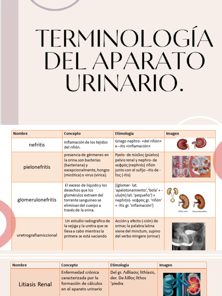 Aparato Urinario | PDF | Riñón | Sistema urinario