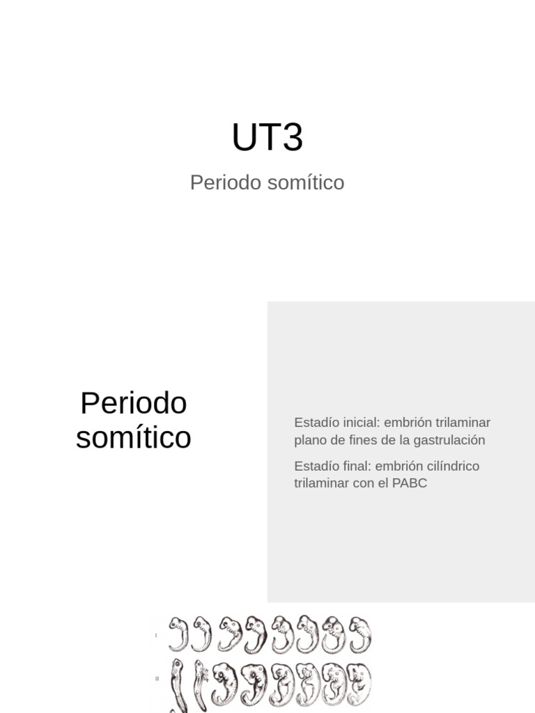 UT3 - Periodo Somítico | PDF | Procesos biologicos | Reproducción
