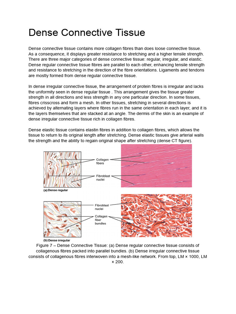 Dense Connective Tissue | PDF