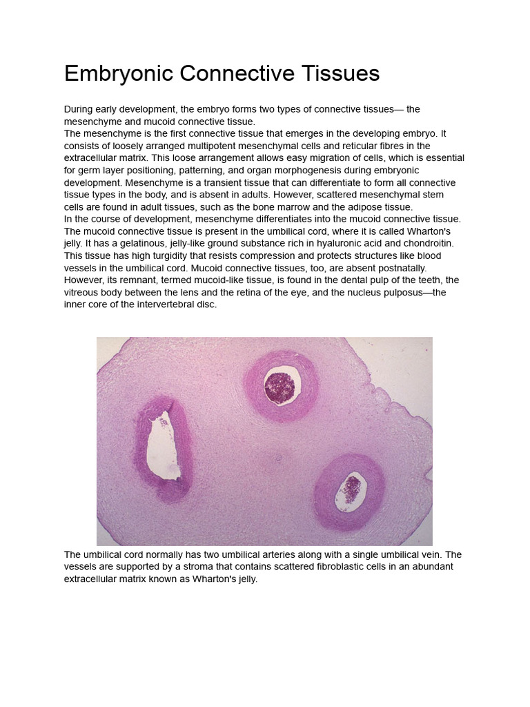 Embryonic Connective Tissues | PDF