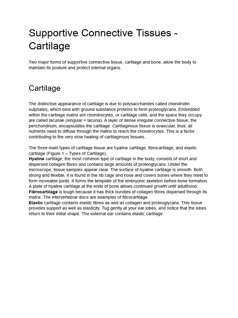 Supportive Connective Tissues - Cartilage | PDF
