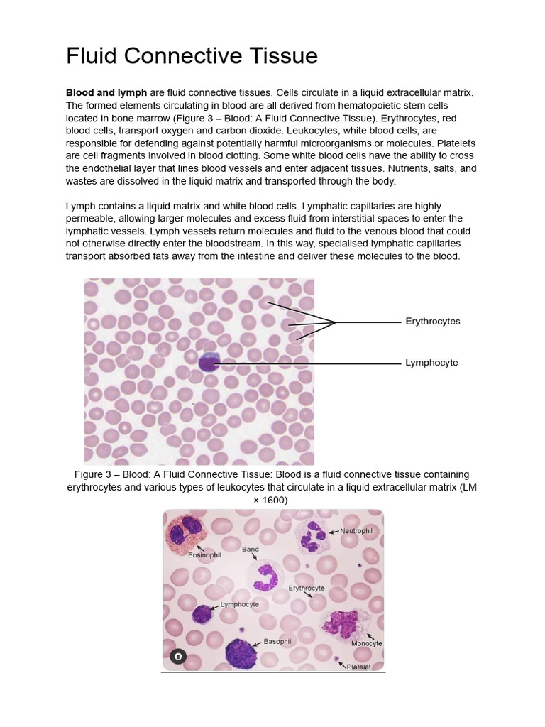 Fluid Connective Tissue | PDF