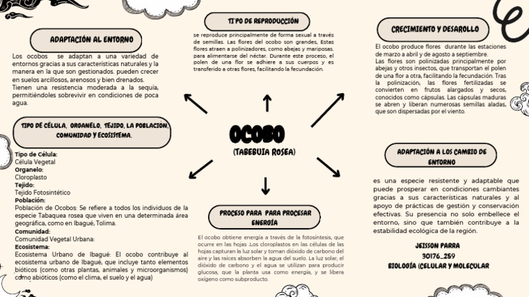 Ocobo: Adaptación y Ecología Urbana | PDF | Plantas | Polinización