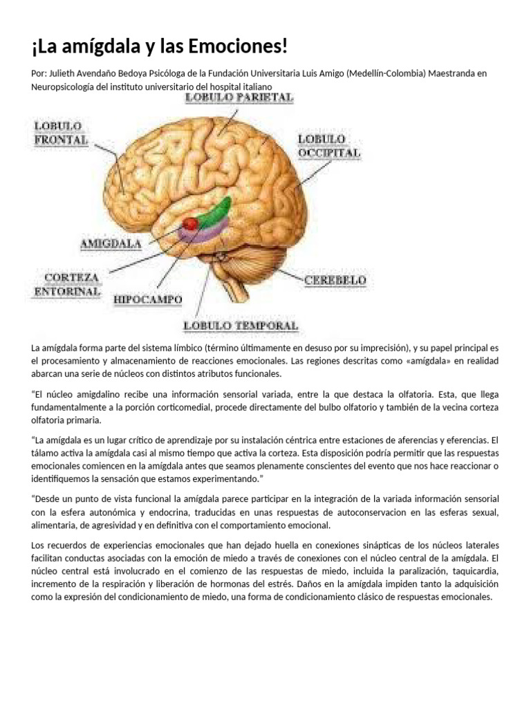 Amígdala: Procesamiento de Emociones | PDF