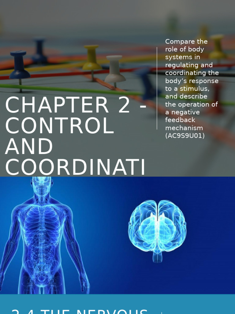 Chapter 2.4 - The Nervous System (PNS) | PDF | Neuron | Nervous System