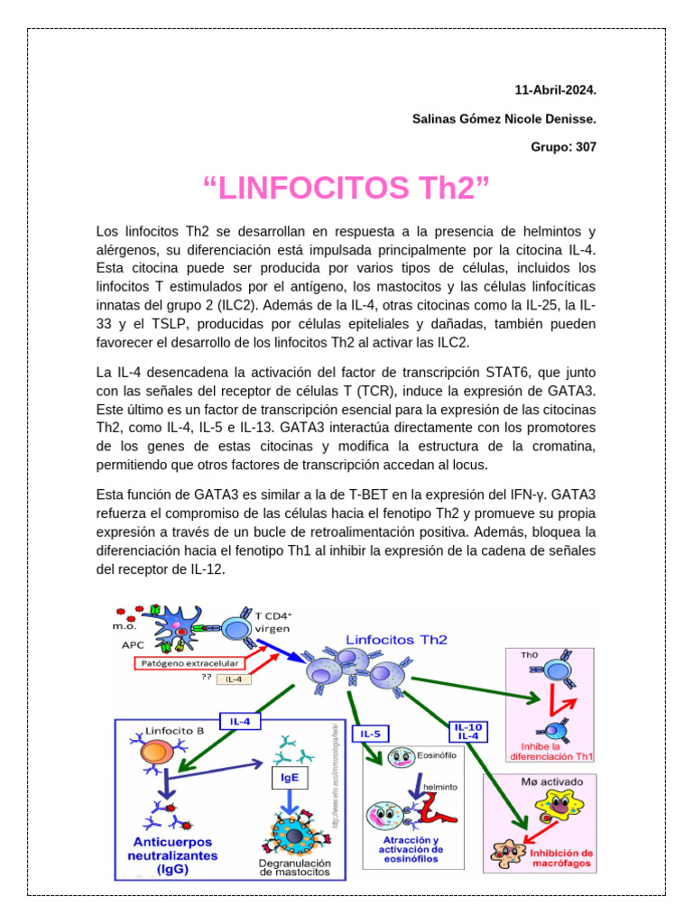 Desarrollo y Función de Linfocitos Th2 | PDF | Citocina | T Helper Cell