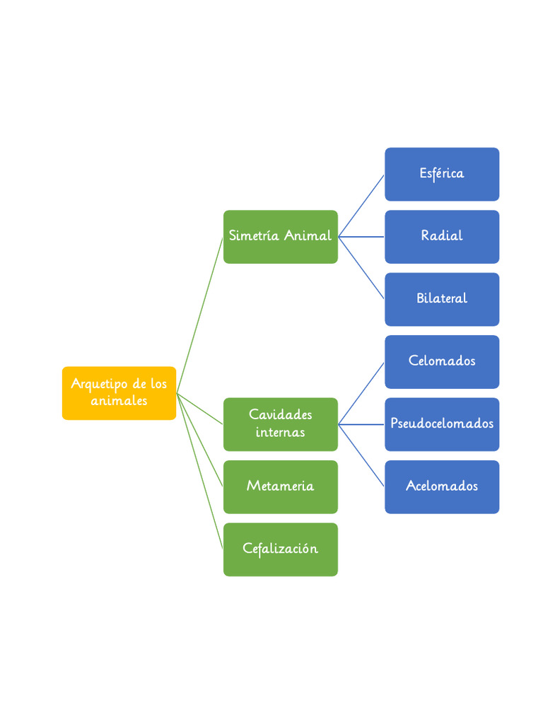 Simetría Animal | PDF