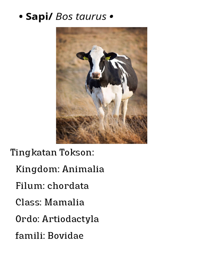 Sapi Bos Taurus | PDF
