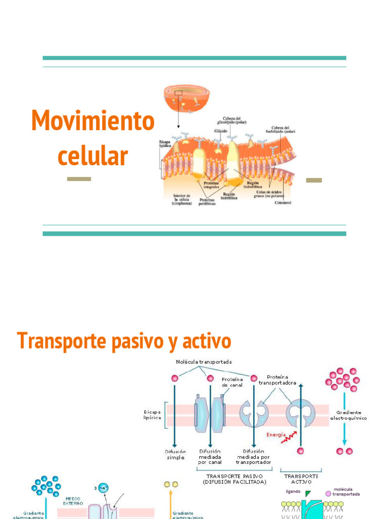 Transporte Celular | PDF