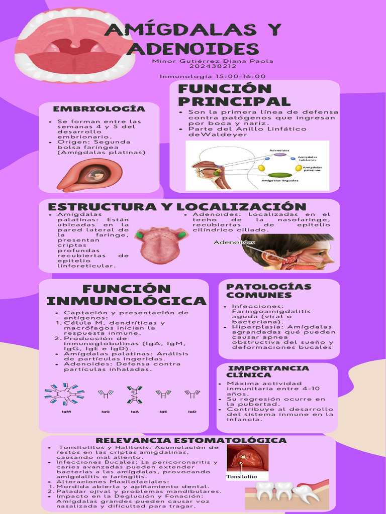 Amígdalas y Adenoides_202438212 | PDF | Sistema inmune | Inmunología