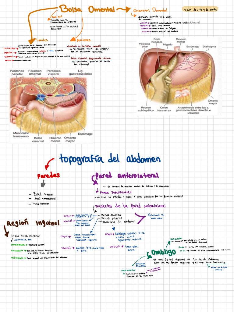 Límites y Anatomía de la Bolsa Omental | PDF | Abdomen | Morfología ...