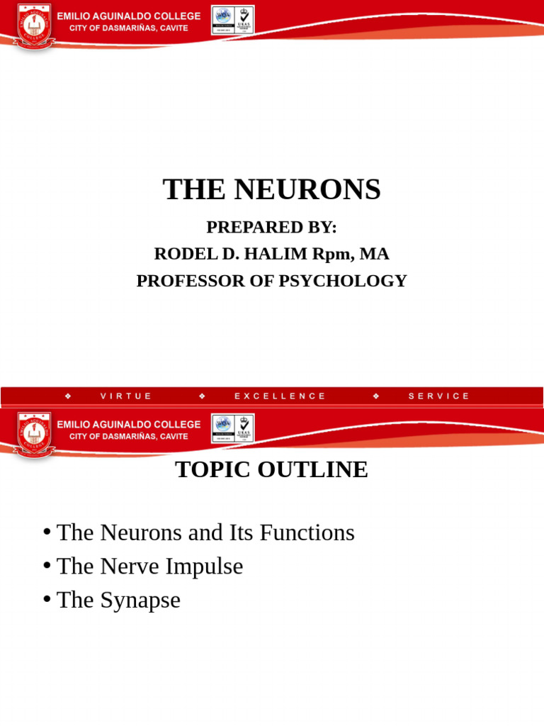 Lesson 2 The Neurons | PDF | Neuron | Neurotransmitter