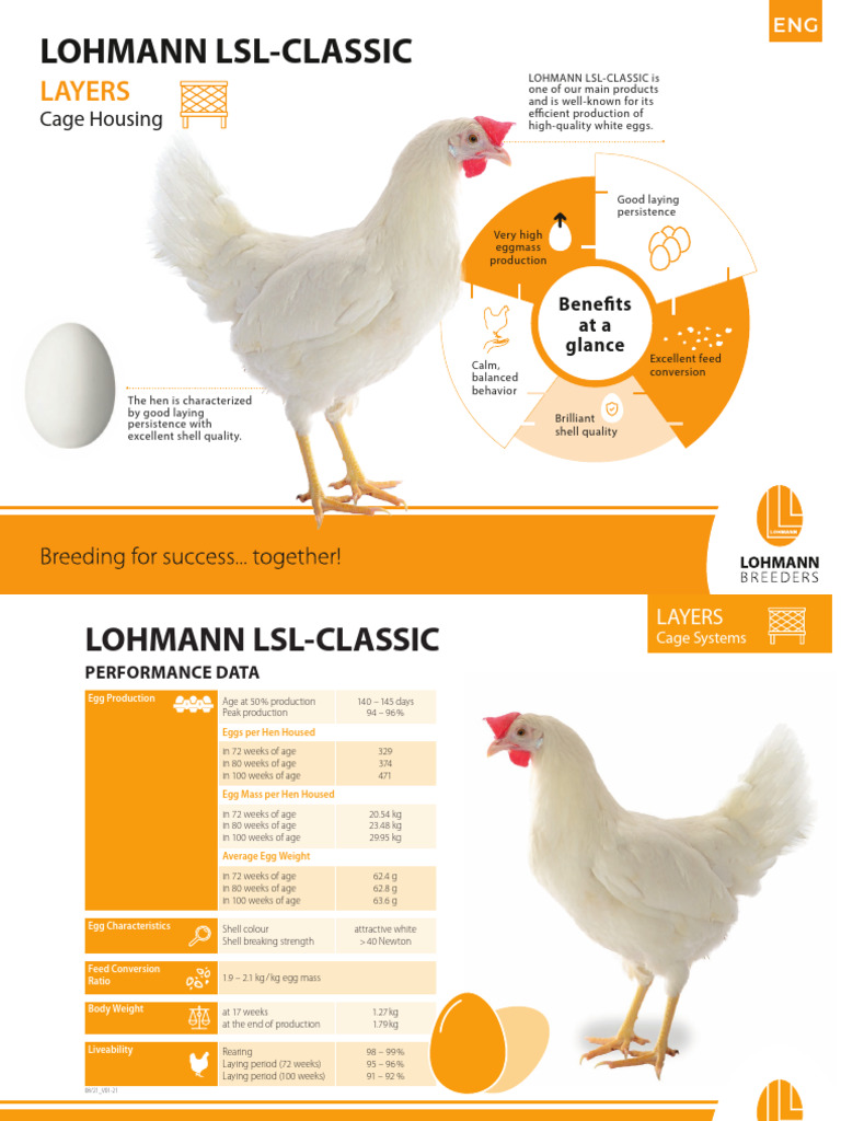Lohmann LSL-Classic Egg Production | PDF | Poultry Farming | Livestock