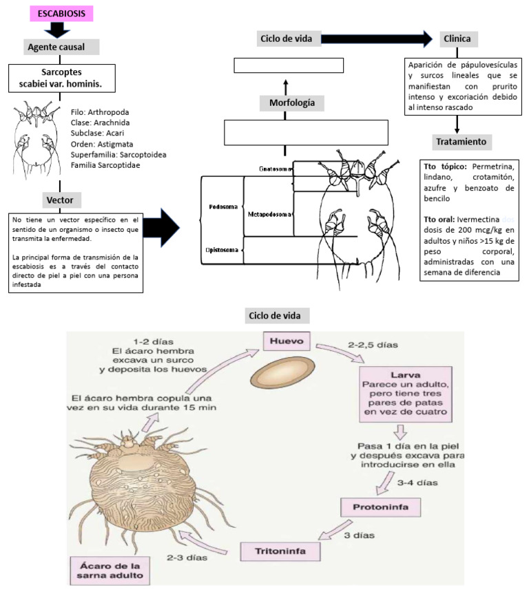 1 Escabiosis - Raybel | PDF