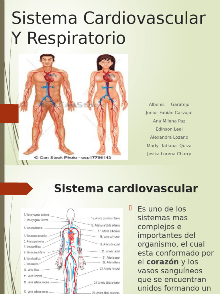Anatomía y Función del Sistema Cardiovascular | PDF | Corazón | Artería
