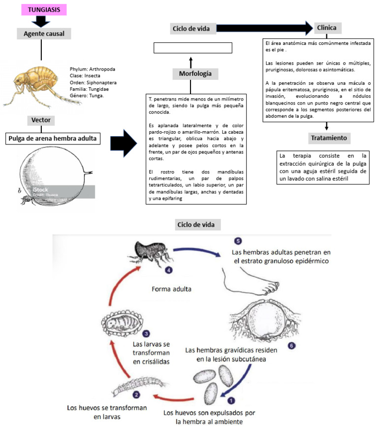 2 Tungiasis - Raybel | PDF