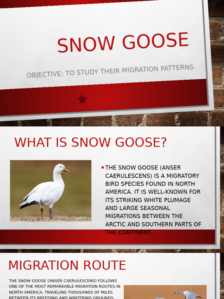 Snow Goose - 10 Science | PDF | Bird Migration | Goose